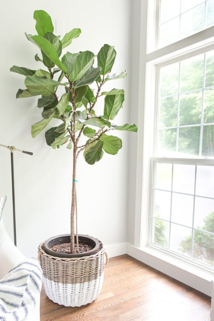 How to Care for a Fiddle Leaf Tree - Amelia Lawrence Style