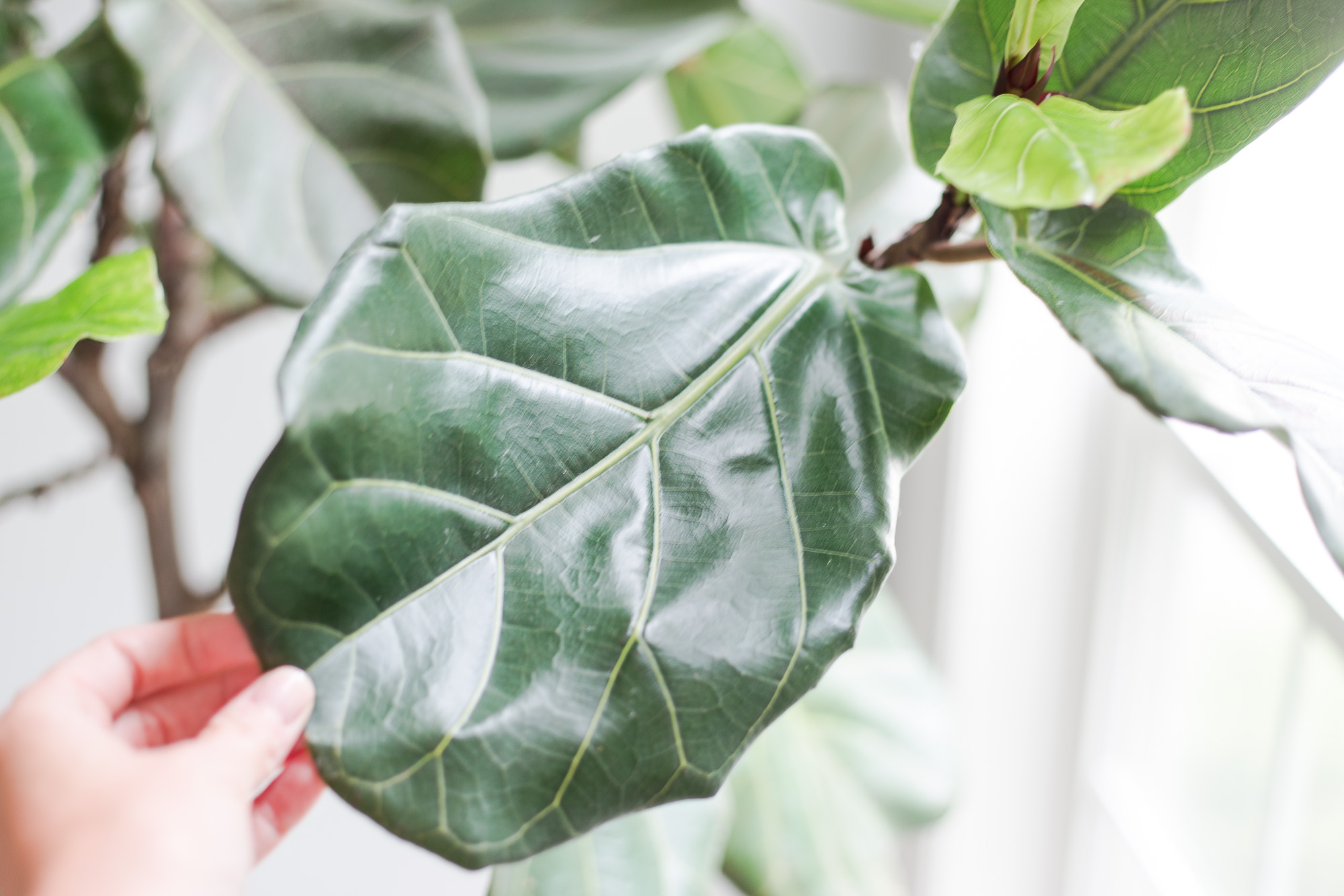 How to Care for a Fiddle Leaf Tree - Amelia Lawrence Style
