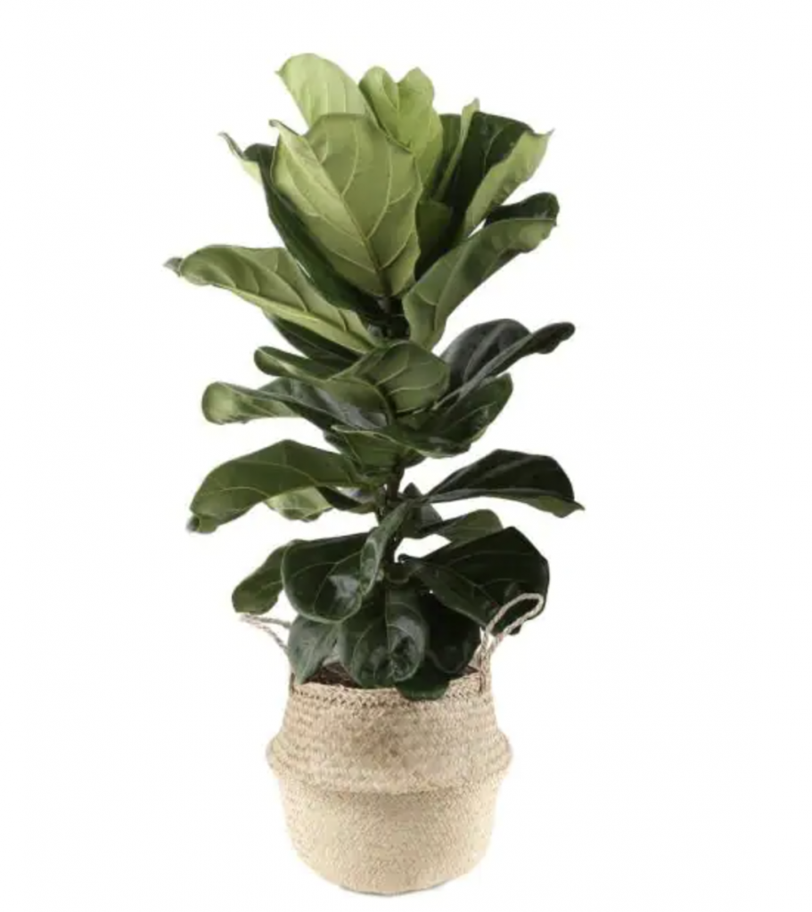 How to Care for a Fiddle Leaf Tree - Amelia Lawrence Style