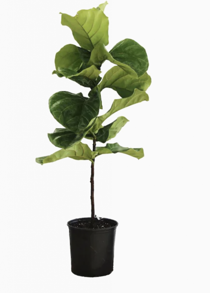 How to Care for a Fiddle Leaf Tree - Amelia Lawrence Style