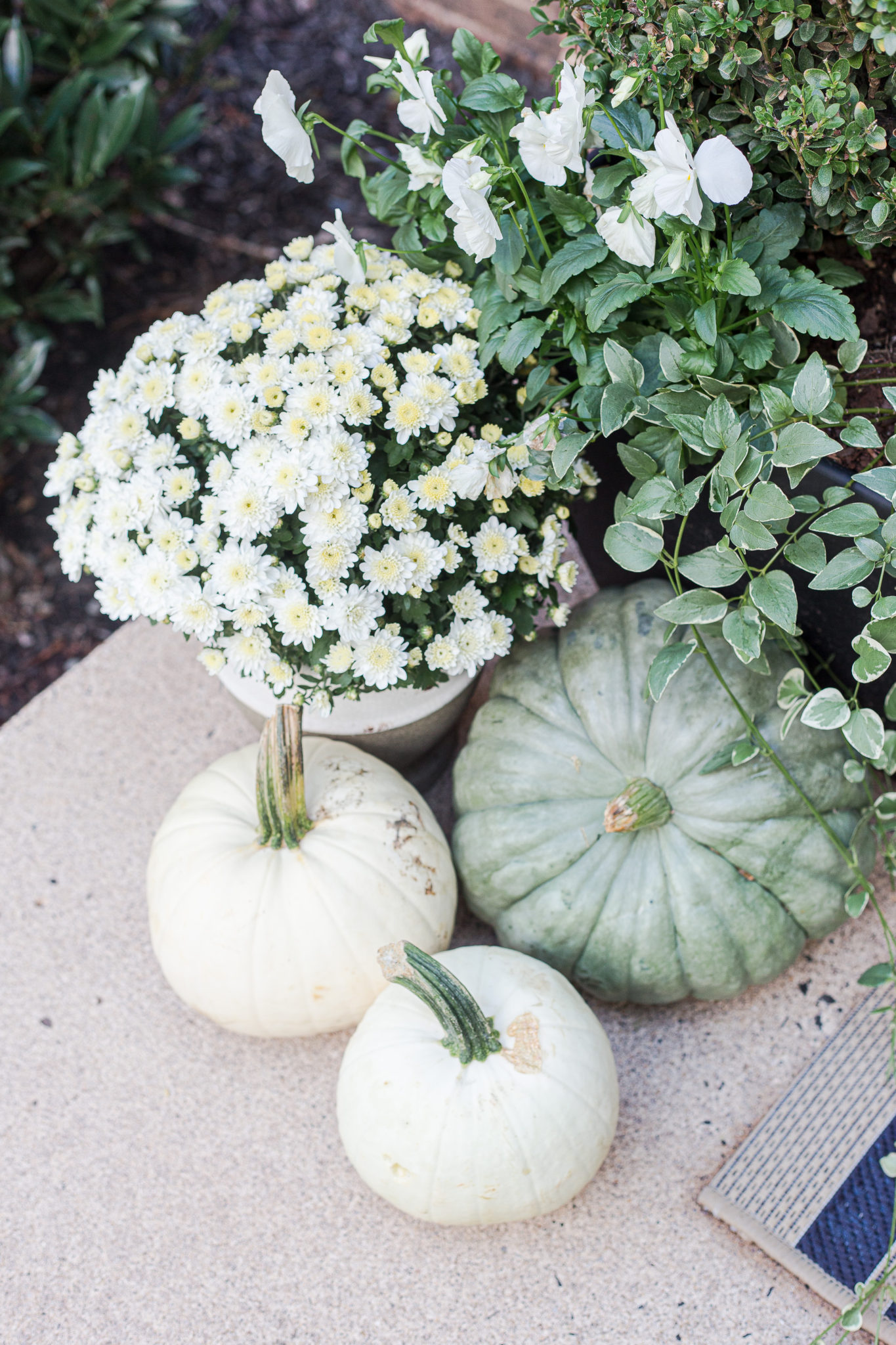 The Best Fall Plants - 12 Best Plants for Autumn - Amelia Lawrence Style